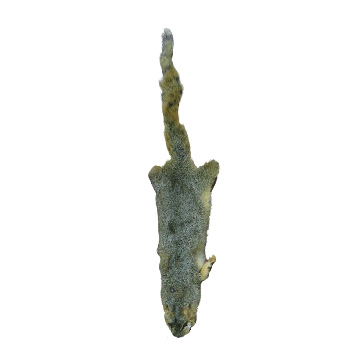 Squirrel Skin Fur Taxidermy - Simon Martin Whips & Leathercraft